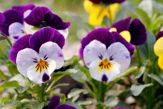 유명한 꽃 31가지, 꽃말 물주기 온도 - 꽃플라워